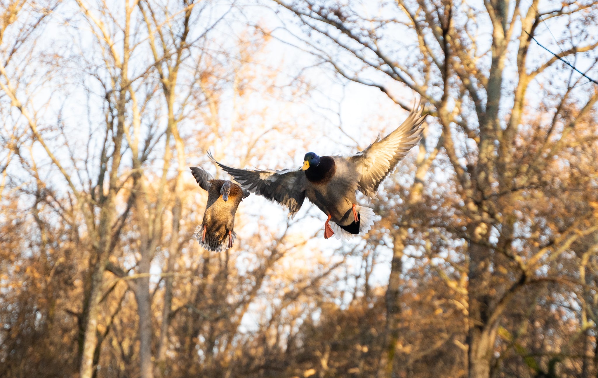 Conservation Partnership with Ducks Unlimited | Chêne Gear